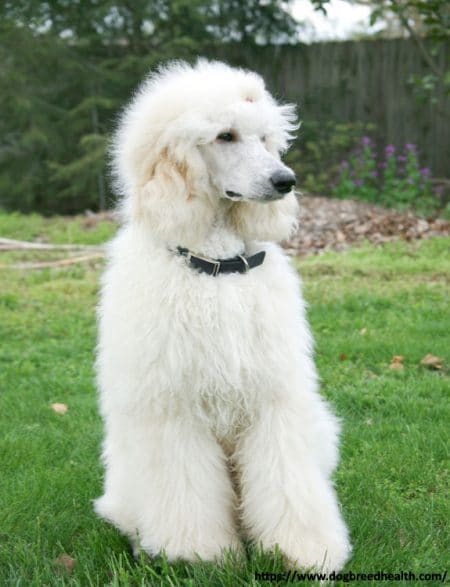 34 Cute Poodle Haircuts For Dog Lovers (2023 Hairstyles)