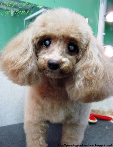 34 Cute Poodle Haircuts For Dog Lovers (2023 Hairstyles)