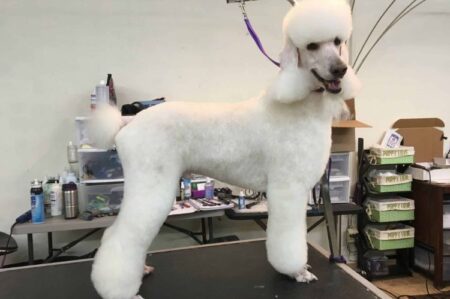 34 Cute Poodle Haircuts For Dog Lovers (2023 Hairstyles)